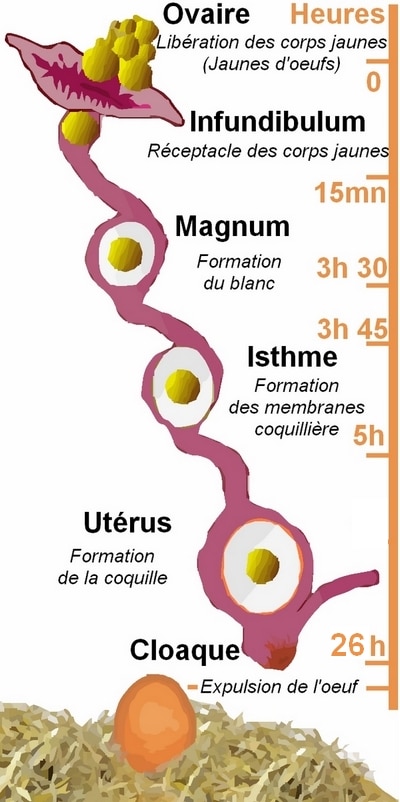 La Formation De Lœuf De Poule Poulailler Bio