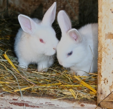 La reproduction des lapins domestiques | Poulailler bio