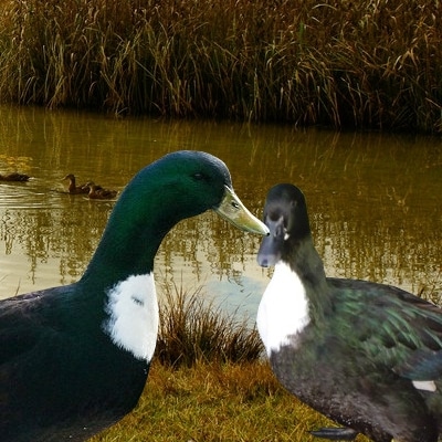 Les races de canards | Poulailler bio