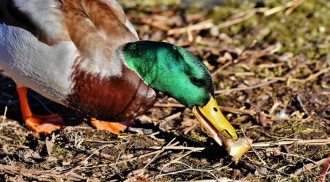 Canards et Alimentation Bio : pour leur bien être.