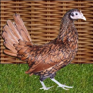 Races de poules naines | Poulailler bio