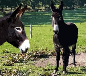 les races d'ânes - standards | Poulailler bio