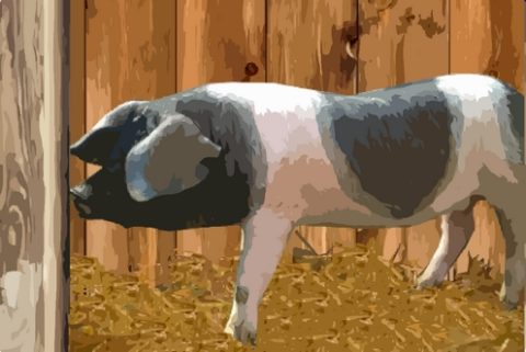 Races de porcs français et autres | Poulailler bio