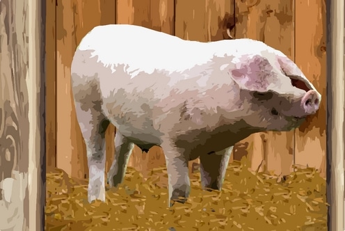 Races de porcs français et autres | Poulailler bio