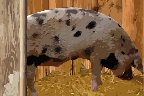 Races de porcs français et autres | Poulailler bio