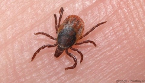 Les poux rouges — prévention et traitement bio.