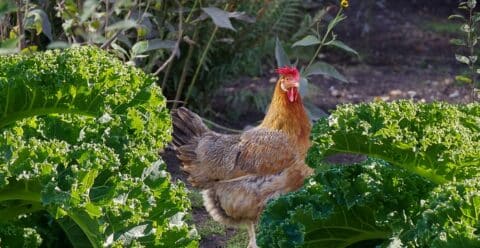 Quels légumes cultiver au jardin pour nourrir les poules