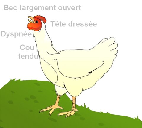La syngamose des poules: « Maladie du bâillement.