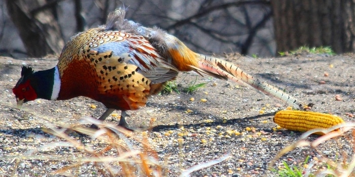 L'alimentation des faisans : ration journalière