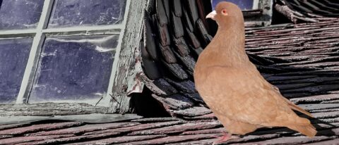 Le pigeon Carneau : un pigeon de ferm