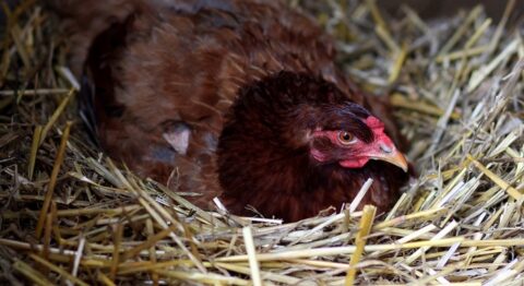 La couvaison des œufs de faisane