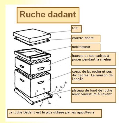 Quel type de ruche choisir