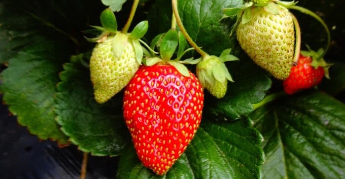 Culture biologique des fraisiers en permaculture