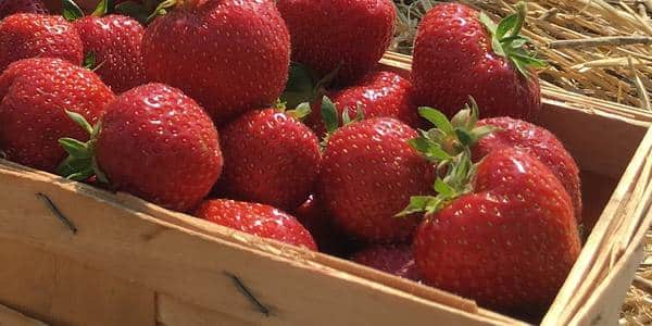 Culture biologique des fraisiers en permaculture