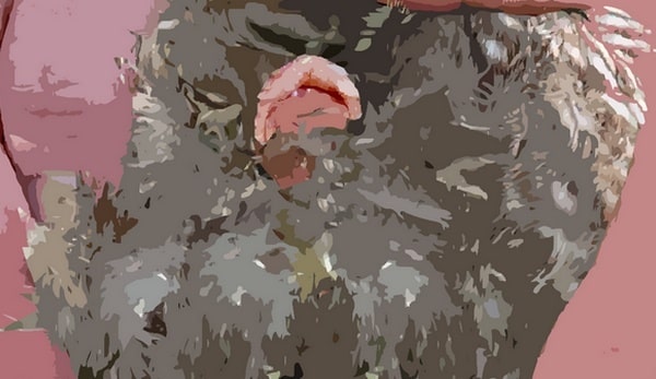 Prolapsus de la poule pondeuse - les bons soins