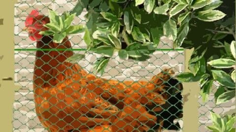 La volière pour les poules : critères de qualité, avantages