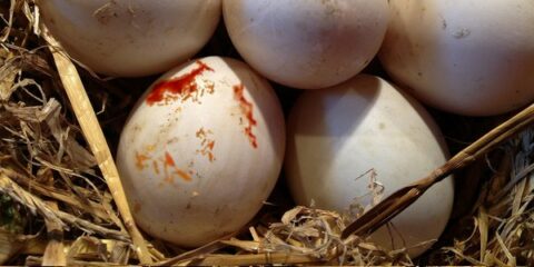 Coquille d'œuf de poule tachée de sang : trouver la cause