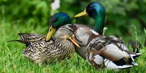 La reproduction des canards colverts : ponte et couvaison