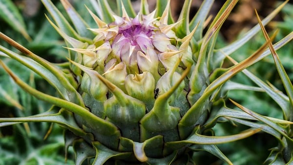 Le cardon culture biologique en permaculture