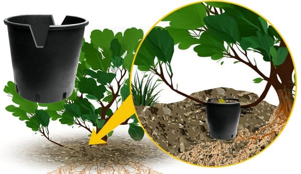 Le marcottage la méthode de multiplication simple