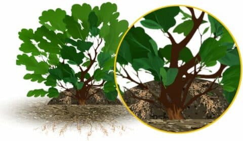 Le marcottage la méthode de multiplication simple