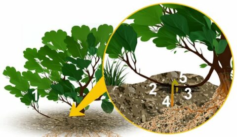 Le marcottage la méthode de multiplication simple