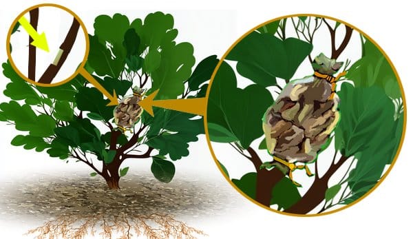 Le marcottage la méthode de multiplication simple