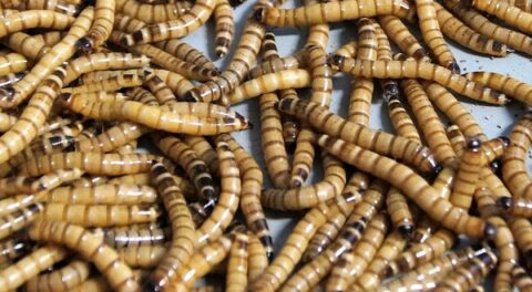 Vers de farines séchés : en complément et ne pas en abuser