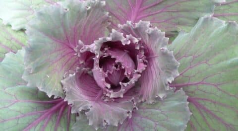 Chou « milan de Pontoise » : un chou d'excellence.