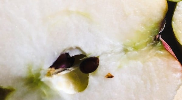 Les pépins de pommes sont-ils toxiques pour les poules