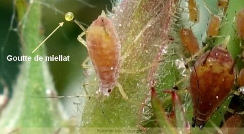 les pucerons au jardin : en permaculture les traitements bio