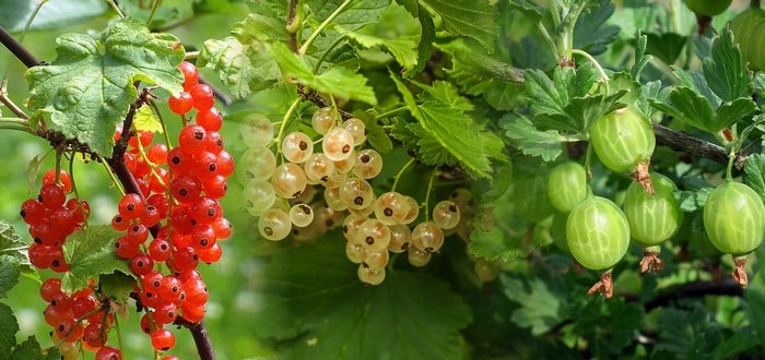 Les groseilliers en permaculture : culture et entretien