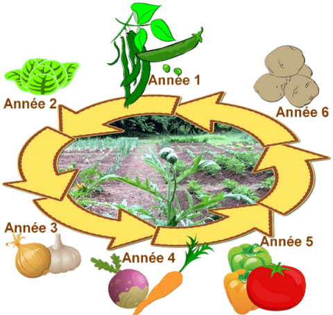 La rotation des cultures au potager bio en permaculture