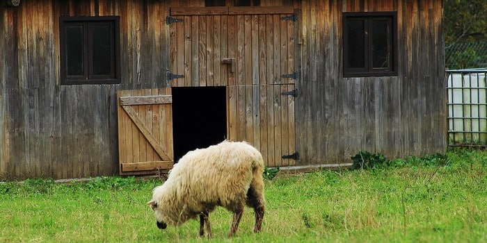 Construction d'une petite bergerie : un abri pour moutons.