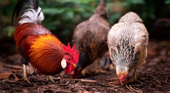 Le « chicken mulch » quésaco ? un engrais naturel et bio