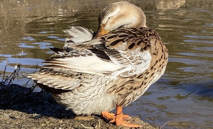 canard Appleyard argenté, caractéristiques de ce canard rare
