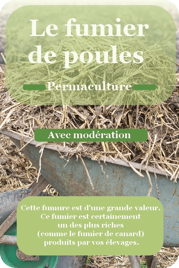 Comment utiliser le fumier de poules en permaculture
