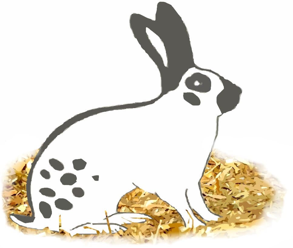 Quelles sont les plus grosses et grandes races de lapin