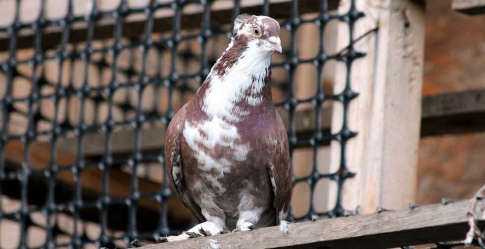 Quelles sont les races des plus gros pigeons