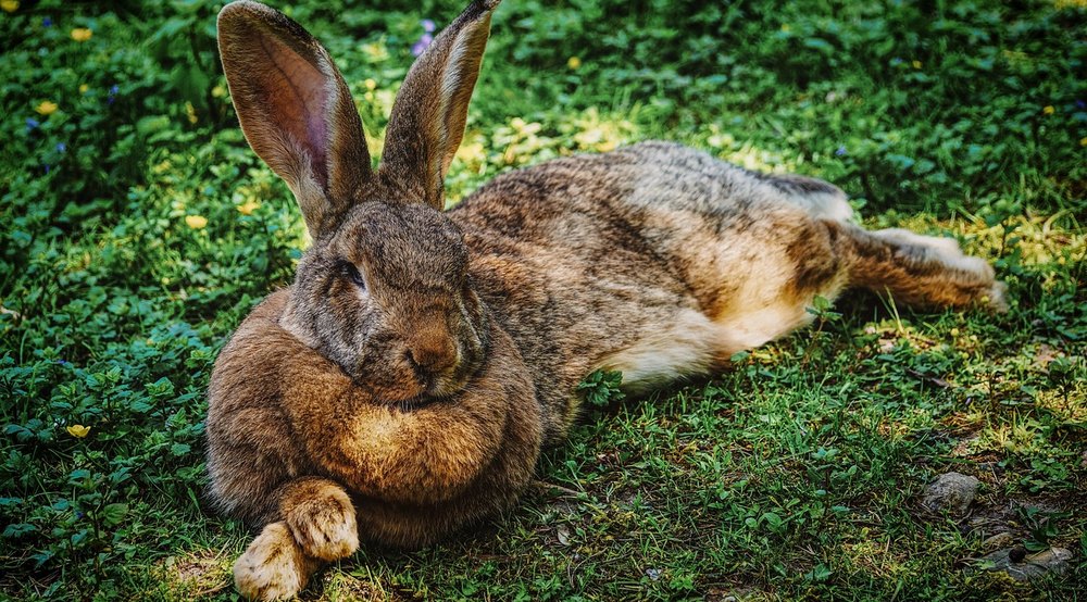 Quelles sont les plus grosses et grandes races de lapin