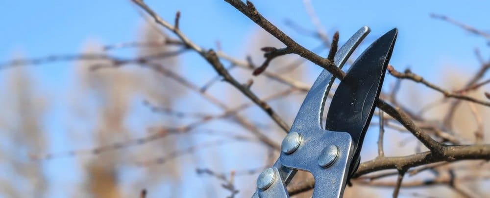 comment et quand planter l'ail en permaculture