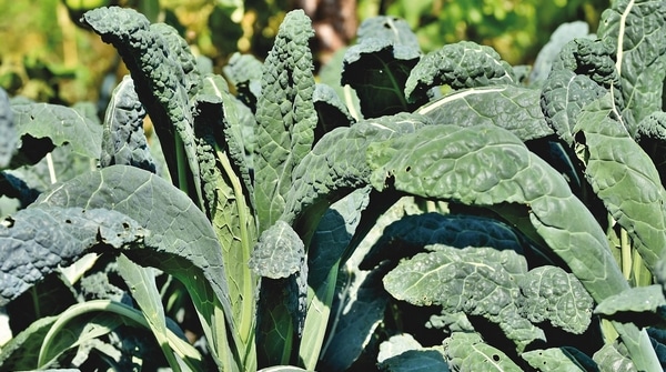 Le chou kale en permaculture, découvrez ce formidable légume