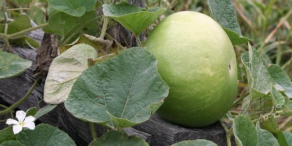 La Calebasse : pour la cuisine, l'artisanat et la musique.