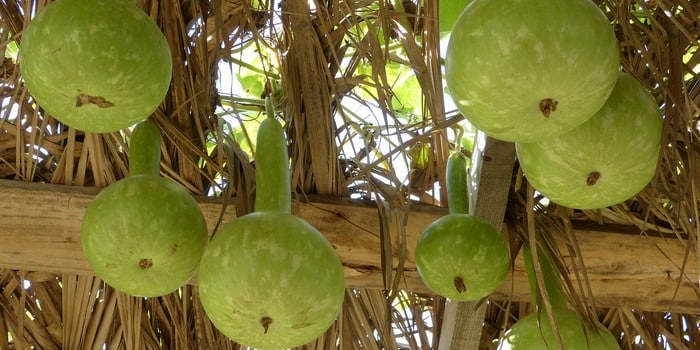 La Calebasse : pour la cuisine, l'artisanat et la musique.
