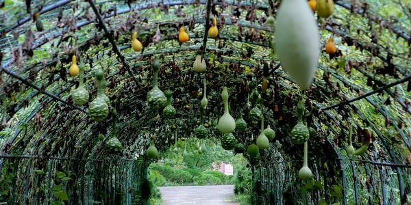 La Calebasse : pour la cuisine, l'artisanat et la musique.