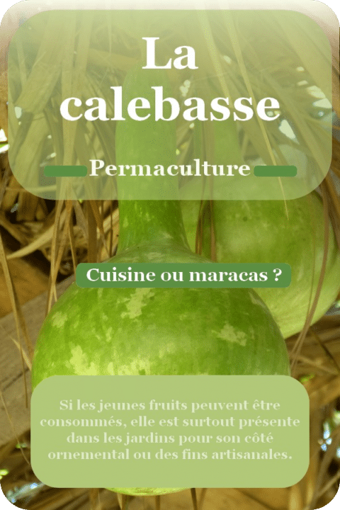 La Calebasse : pour la cuisine, l'artisanat et la musique.