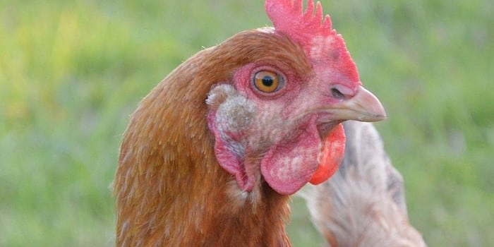 La crête des poules qui blanchit, la teigne, ou favus.