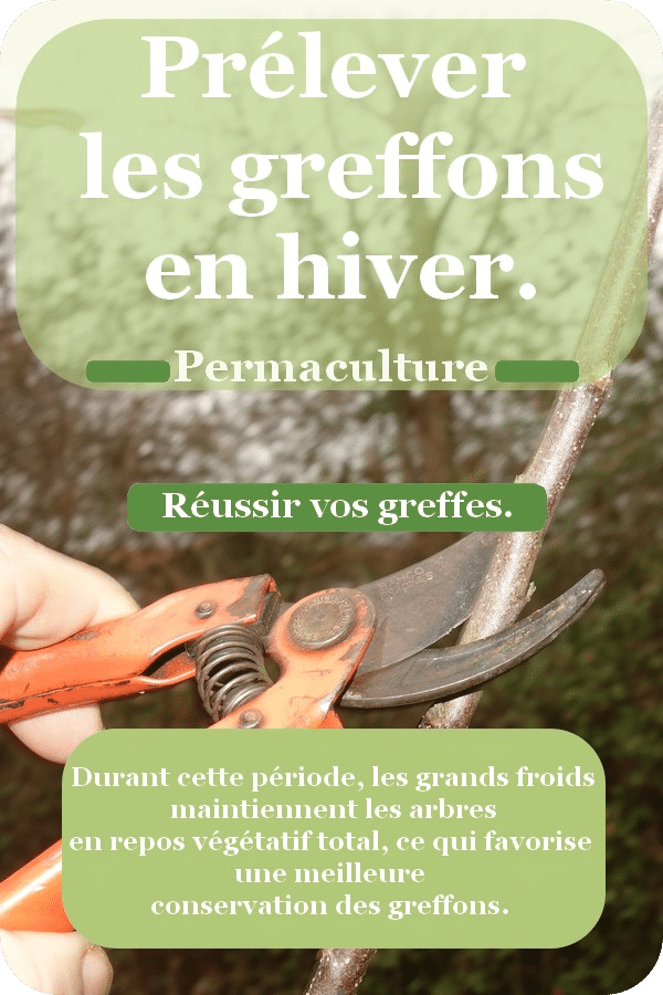 Prélèvement, conservation des greffons de fruitiers en hiver