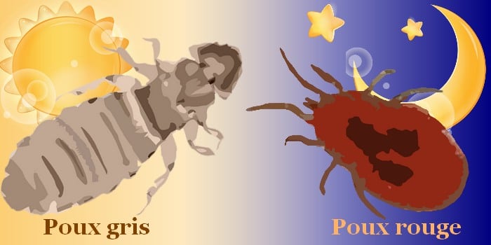 Différences entre poux rouges et poux mallophages