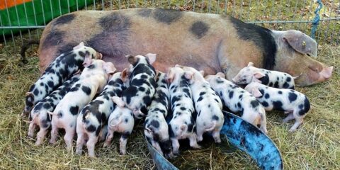 La reproduction des porcs : principales phases.